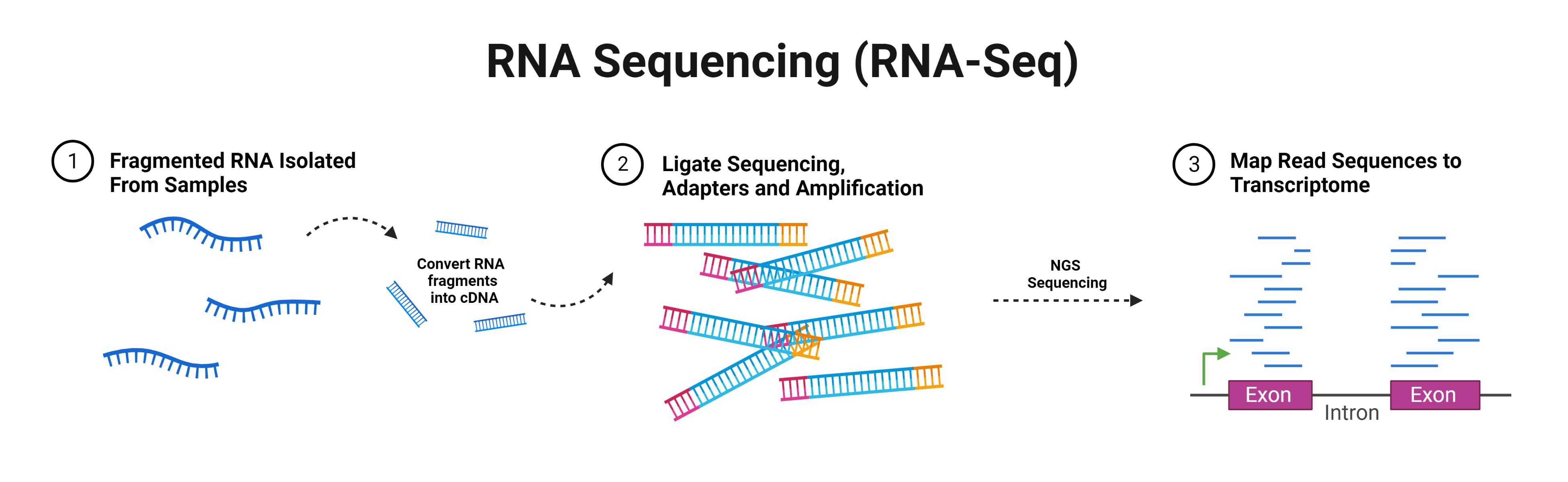 Gene Expression Analysis & Genotyping | AAT Bioquest